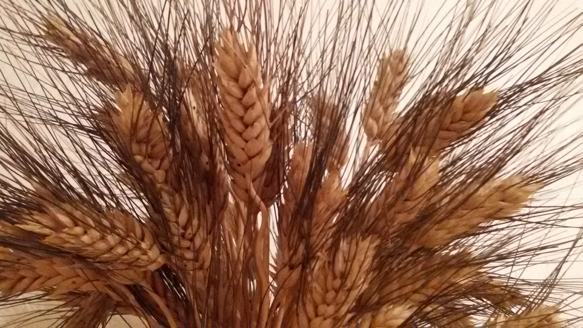 CASTLE OF LAS PLASSAS: THE HEART OF THE MARMILLA - Sardinia12